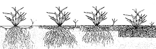 Xtremehorticulture of the Desert: Bermudagrass Lawn Requires ...