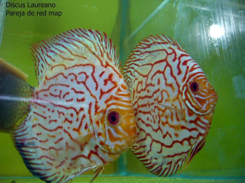 Discus Laureano: Discus Red Map