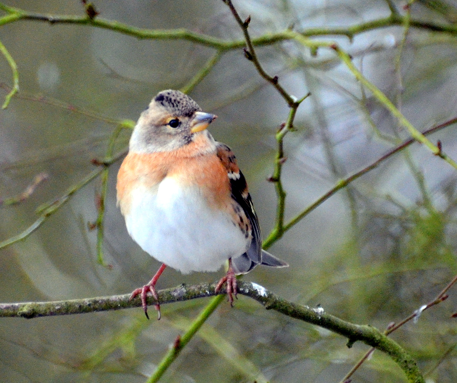 The Early Birder: Brambling - Norfolk