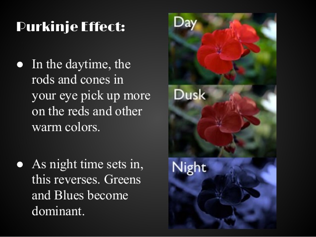 BOB POTVIN BLOGGER: PURKINJE EFFECT BOB POTVIN BLOGGER: PURKINJE EFFECT