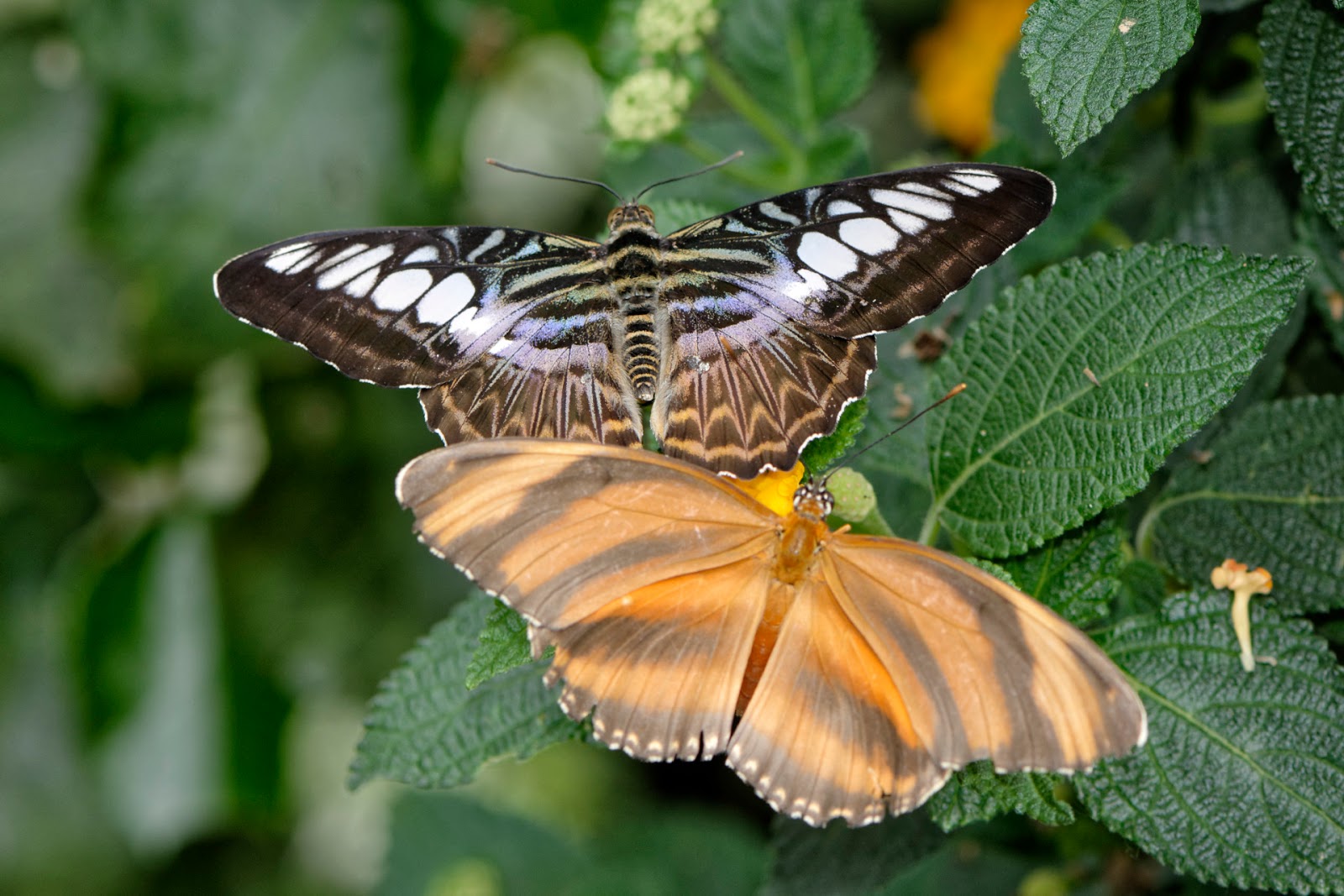 Macrophoto plaisir passion
