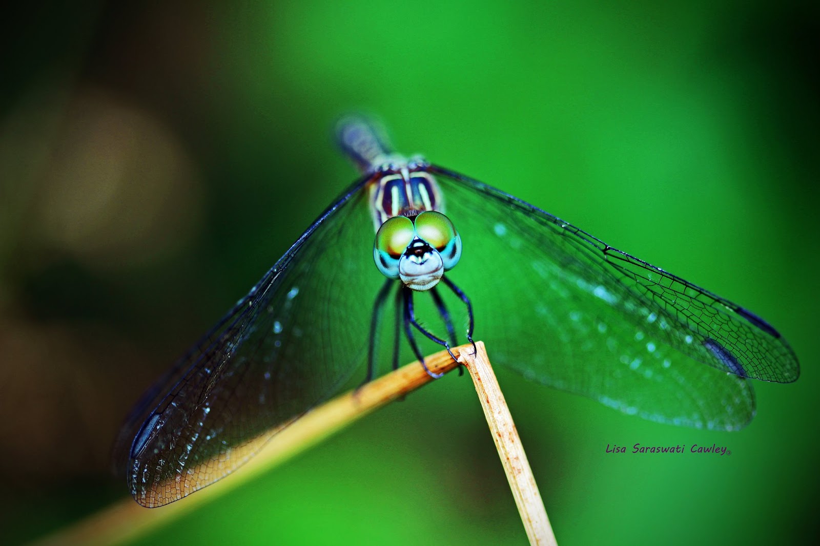 DRAGONFLY by Mary McManus