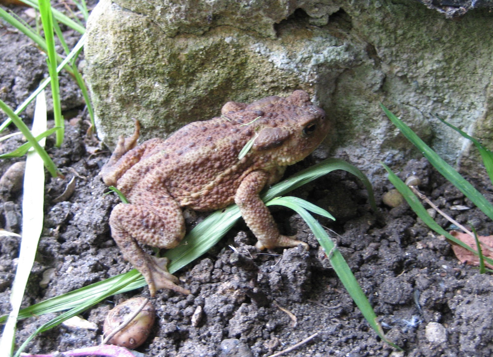 Martin's Moths: Worth a silver spoon