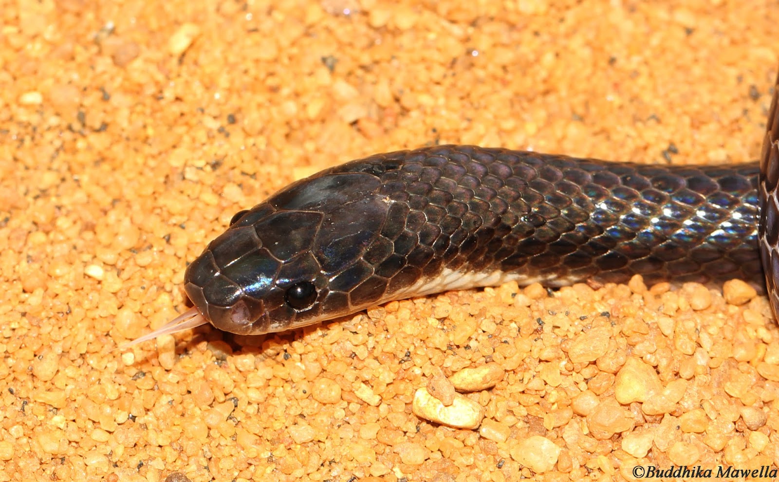 Lanka Nature Summary: Sri Lankan krait (Bungarus ceylonicus)