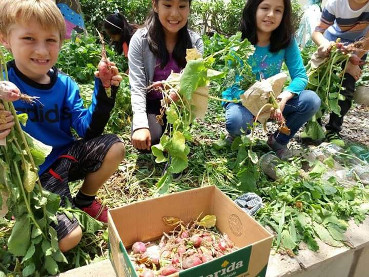 BLOG VERDE: BIOHUERTO