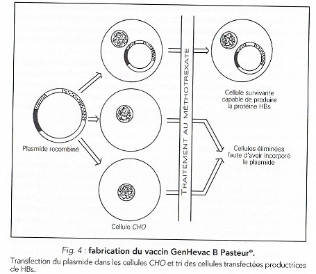 Ipomea Espai: ¿VACUNAS?