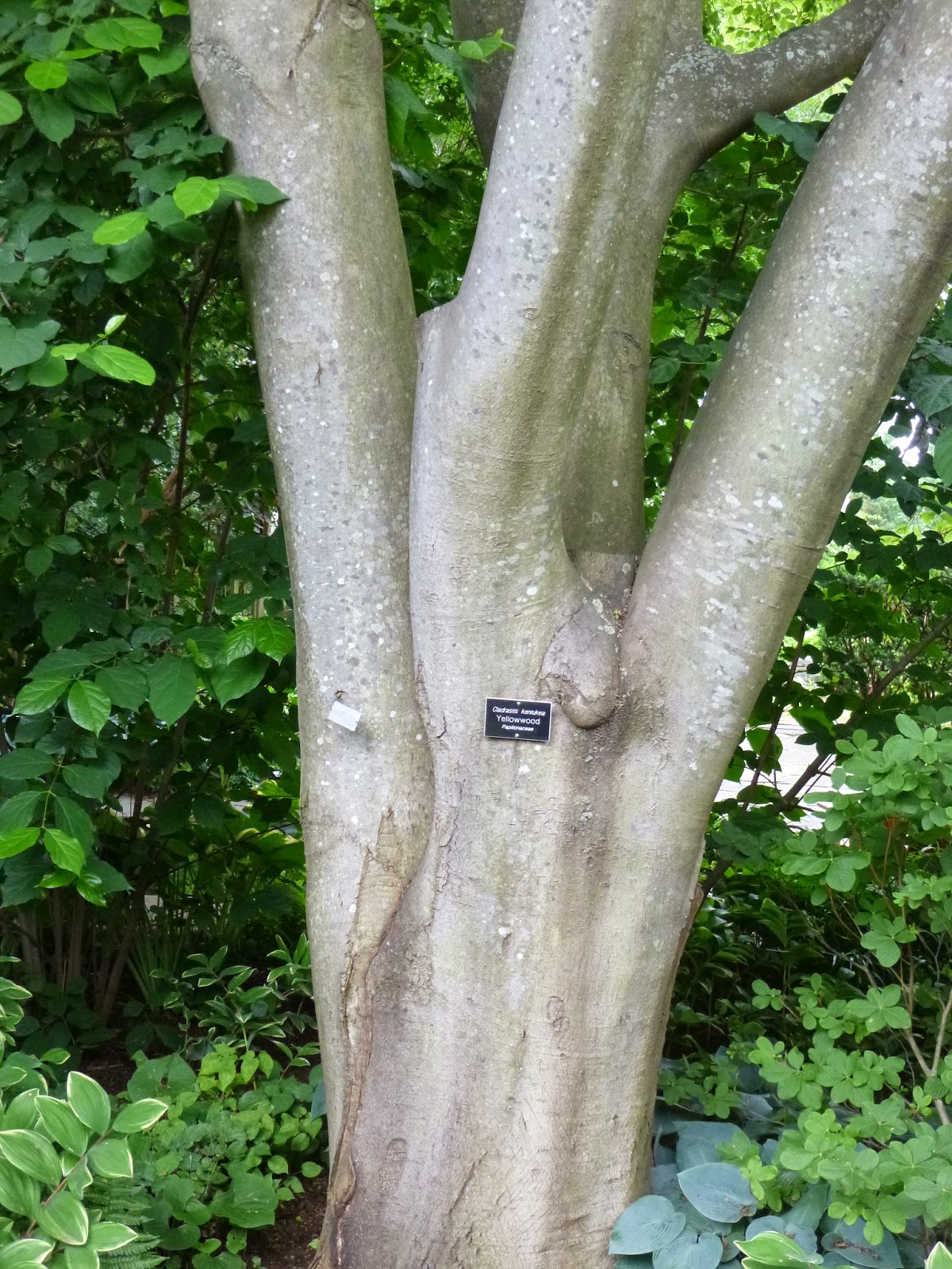 Yellowwood Tree Bark Yellowwood | Yale Nature Walk