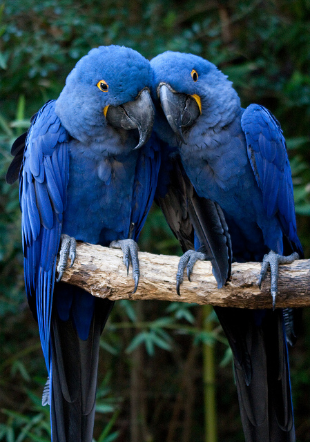 Amazing Lovebirds : Love Bird Information and Pictures | Most ...