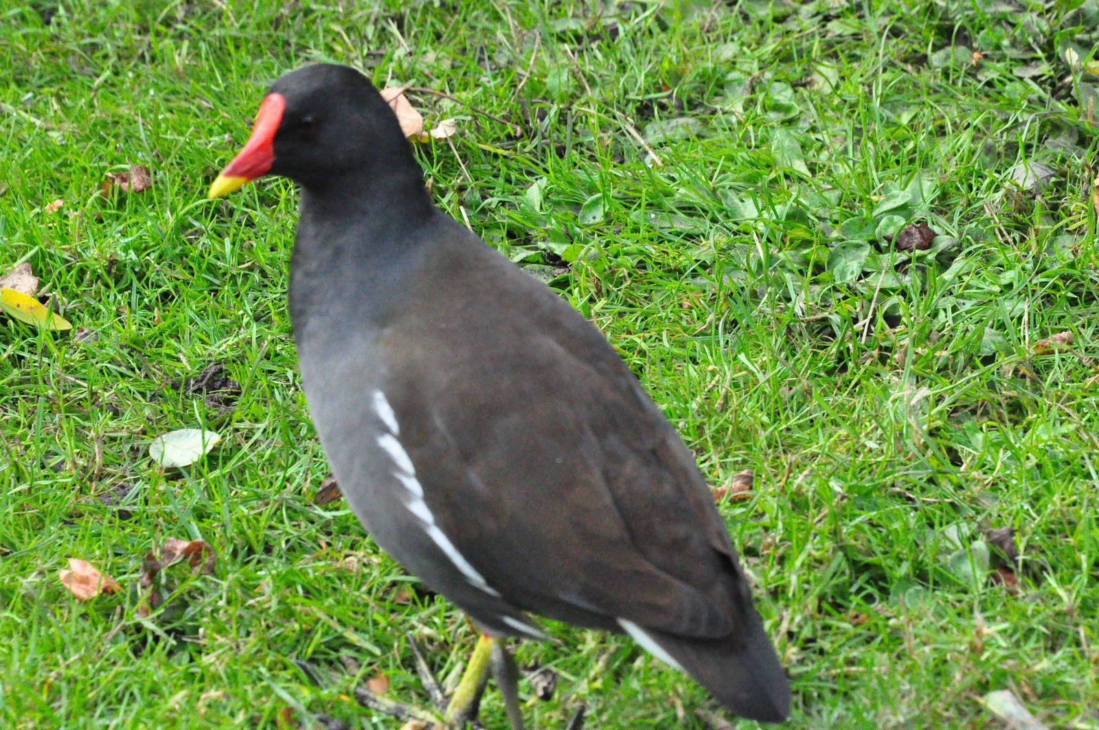 Hasyudeen: The Many Birds of London