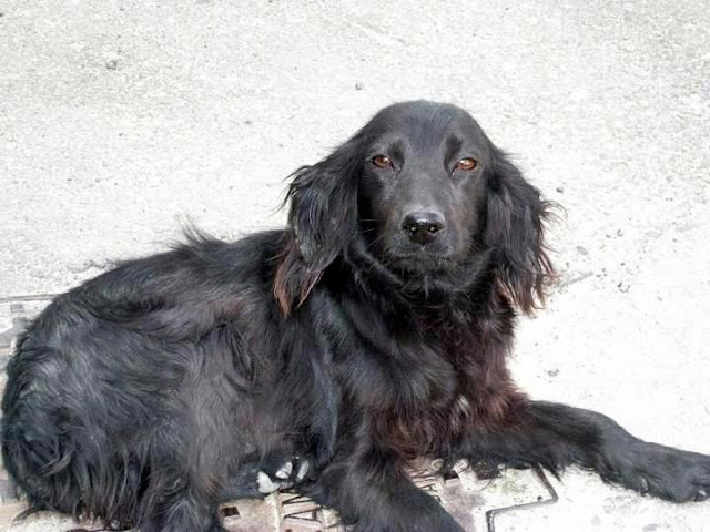 NOBLE GALGO: Peque en Sevilla breton negro super cariñoso