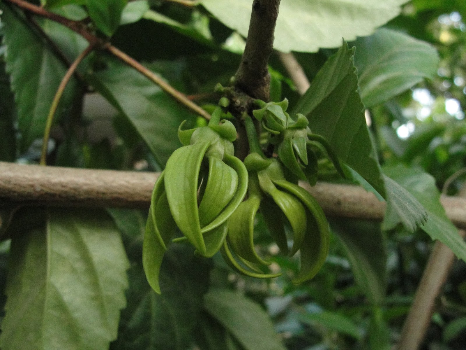Sneeze in Sagacity: Manoranjitham flower