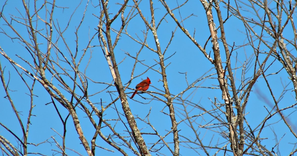 Our Retirement Days: Winter birds seen from afar
