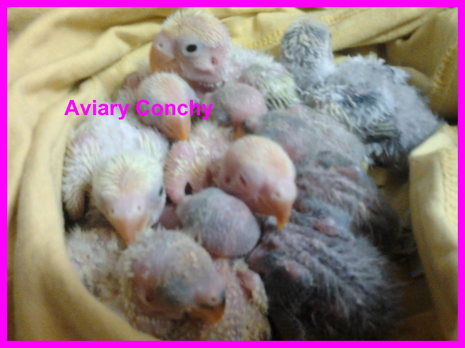 Aviario de conchi: Agapornis papilleros