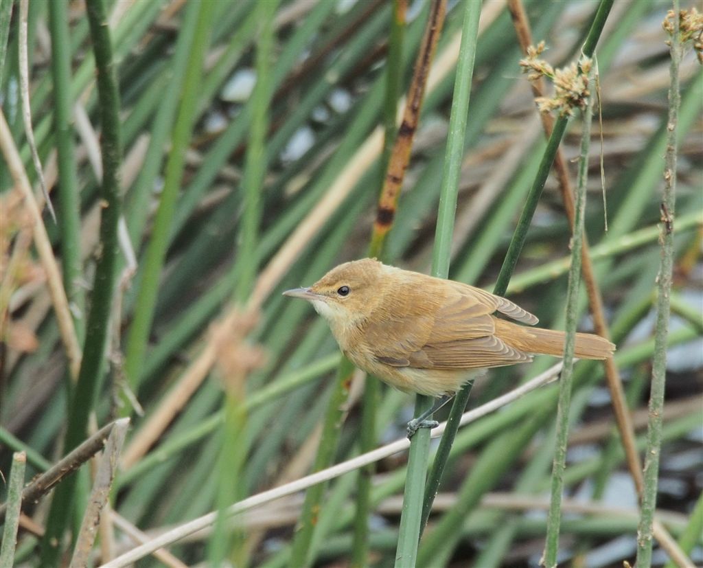 Majura birds: January 2013