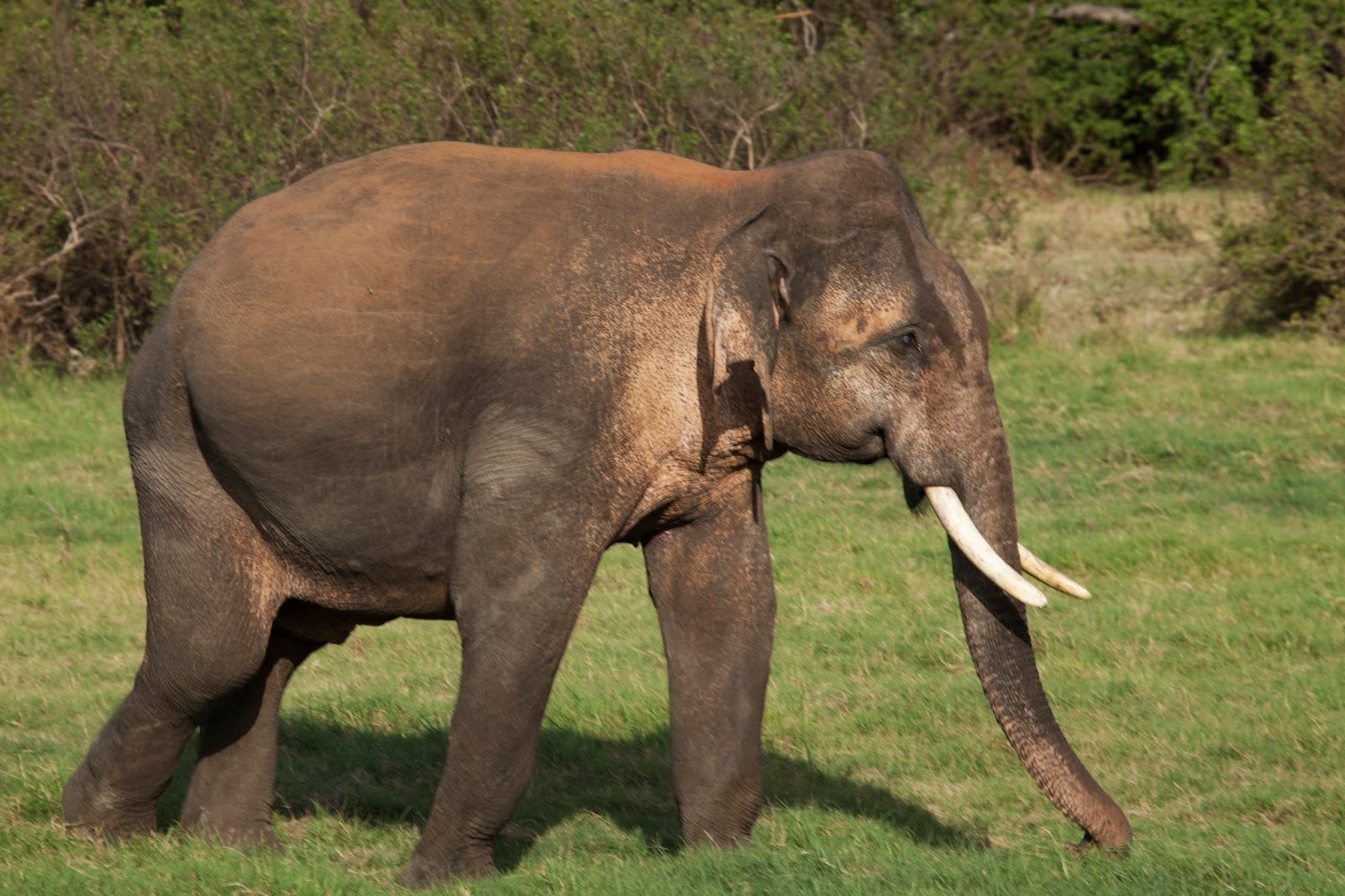 Susantha Yaddehige photography: Elephant gathering at Minneriya ...