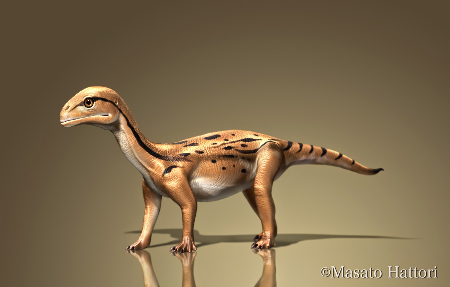 Marchan Blog: ムスサウルス Mussaurus
