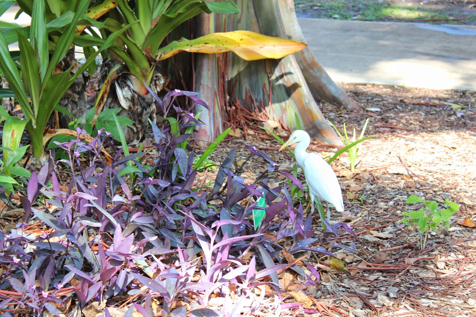 Jen's Updates: Honolulu Zoo