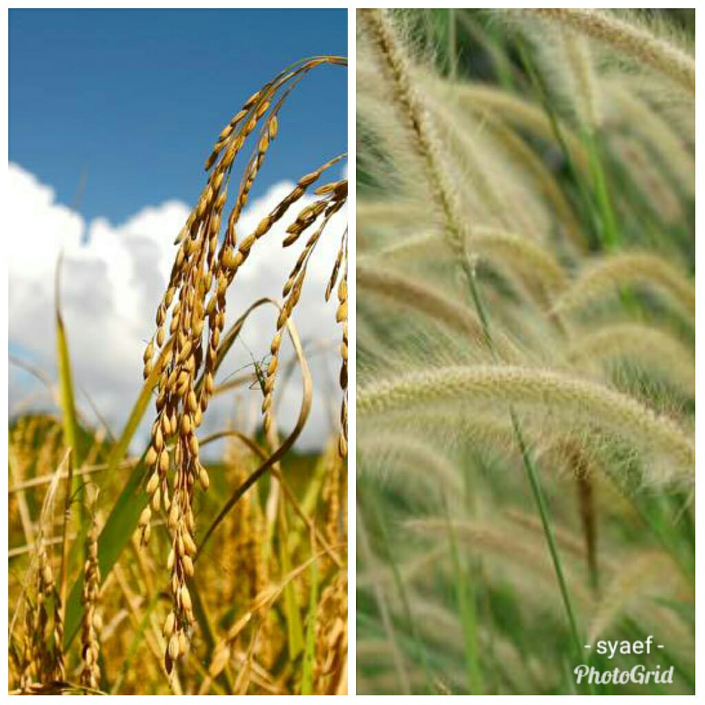 Resmi Padi & Resmi Lalang