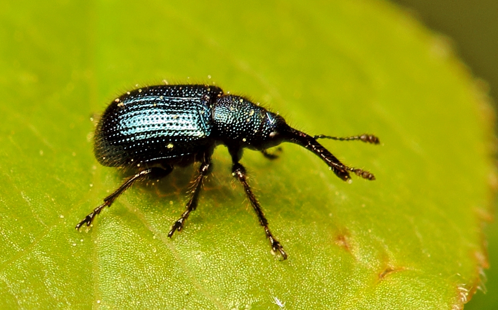 JJ's Photographic nature blog: Bluebells and weevils...