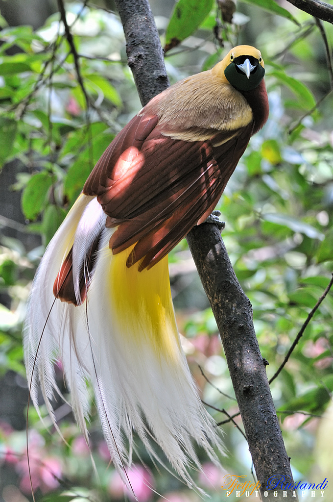 Burung Cendrawasih - Birds of Paradise - Ryan Maigan Birds