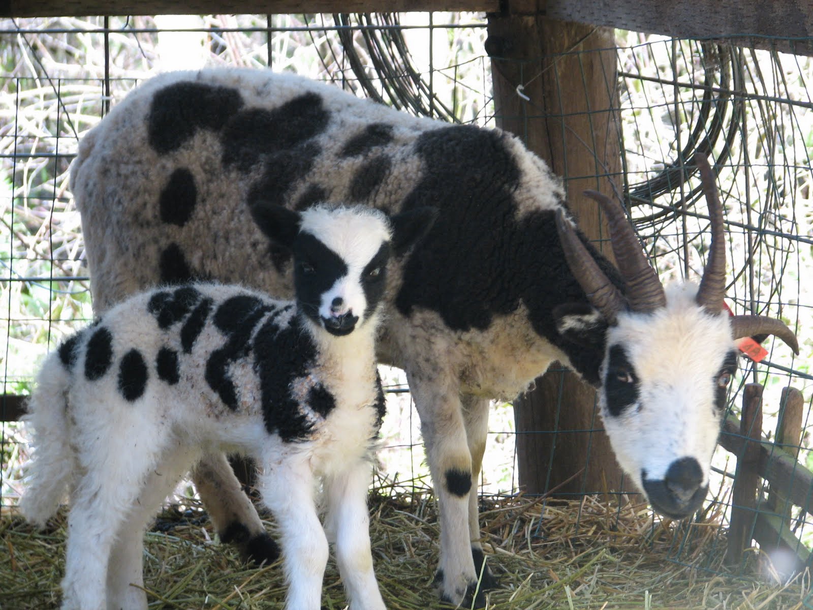 Red Dog, Spotted Sheep: Lambs ! 2011 Jacob Sheep Lambs