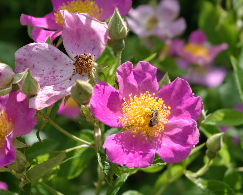 sweetbay: Prairie rose