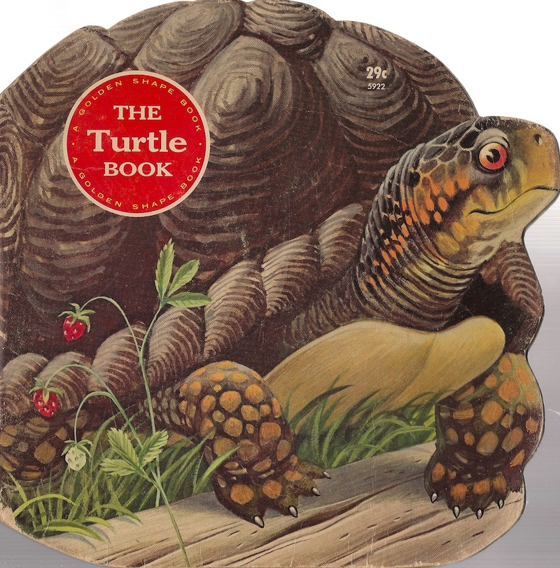 The Secret World of Hazel Catkins: The Turtle Book A Golden Shape Book