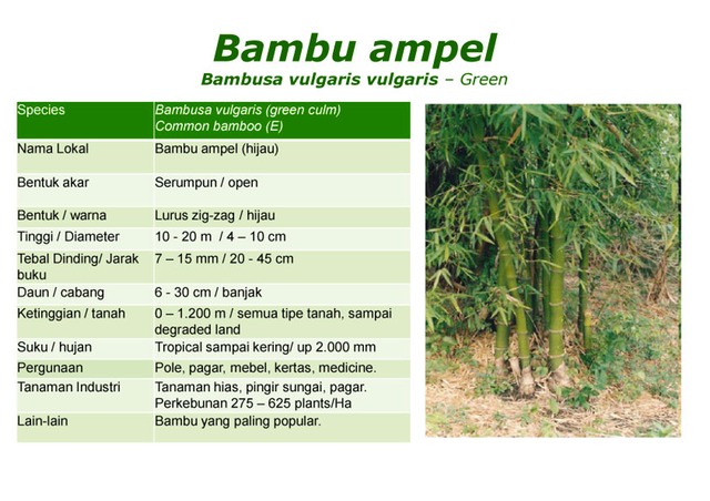 Kamusnya Tanaman: Jenis - Jenis Bambu