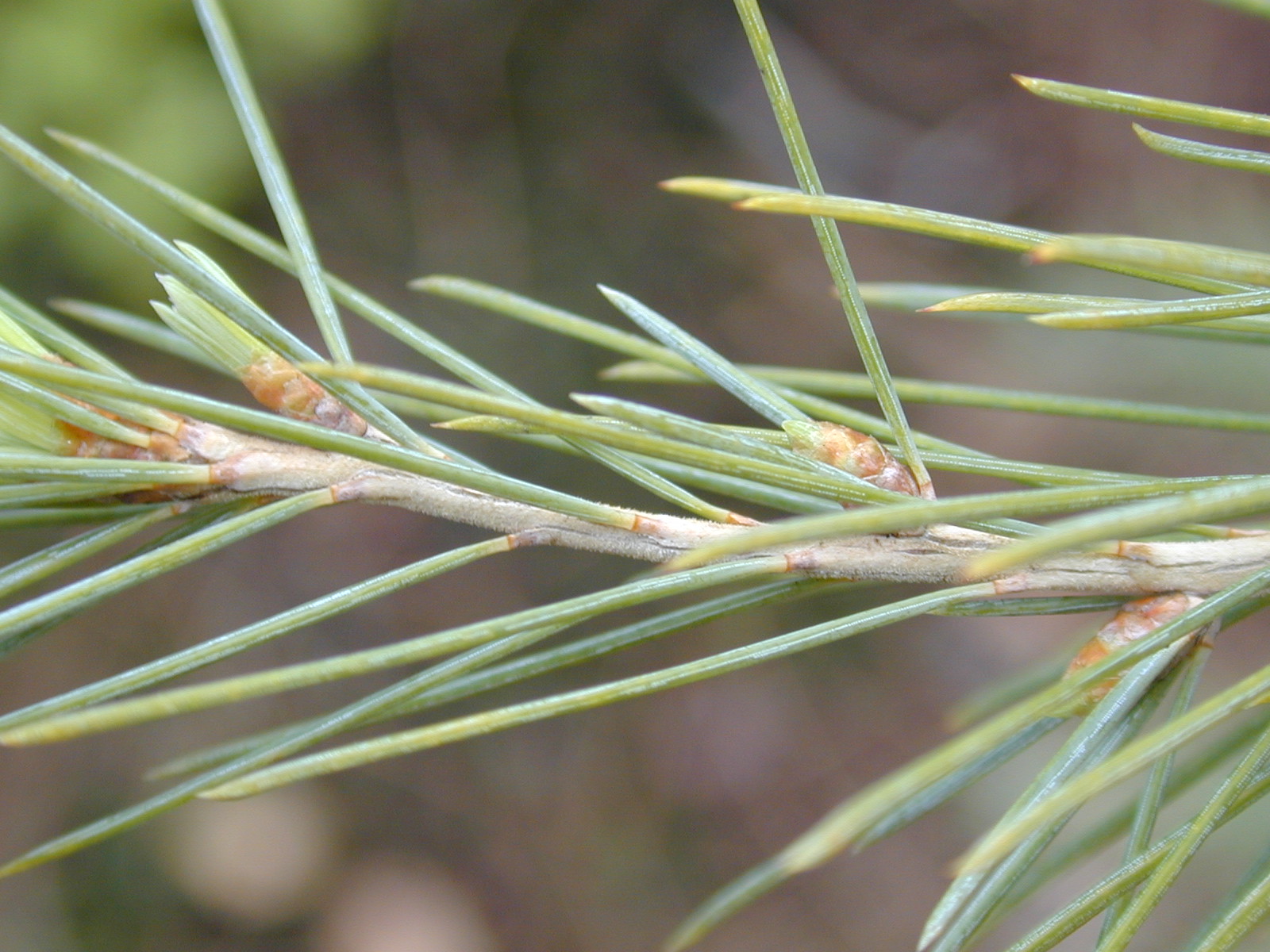 Trees of Santa Cruz County: Cedrus deodara - Deodar Cedar