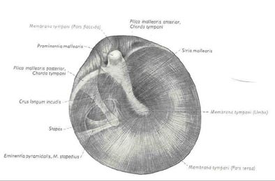 Timpan Zarının (TZ) Özellikleri Kulak Zarının Özellikleri ~ Kulak Burun ...