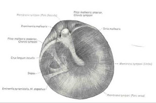 Timpan Zarının (TZ) Özellikleri Kulak Zarının Özellikleri ~ Kulak Burun ...