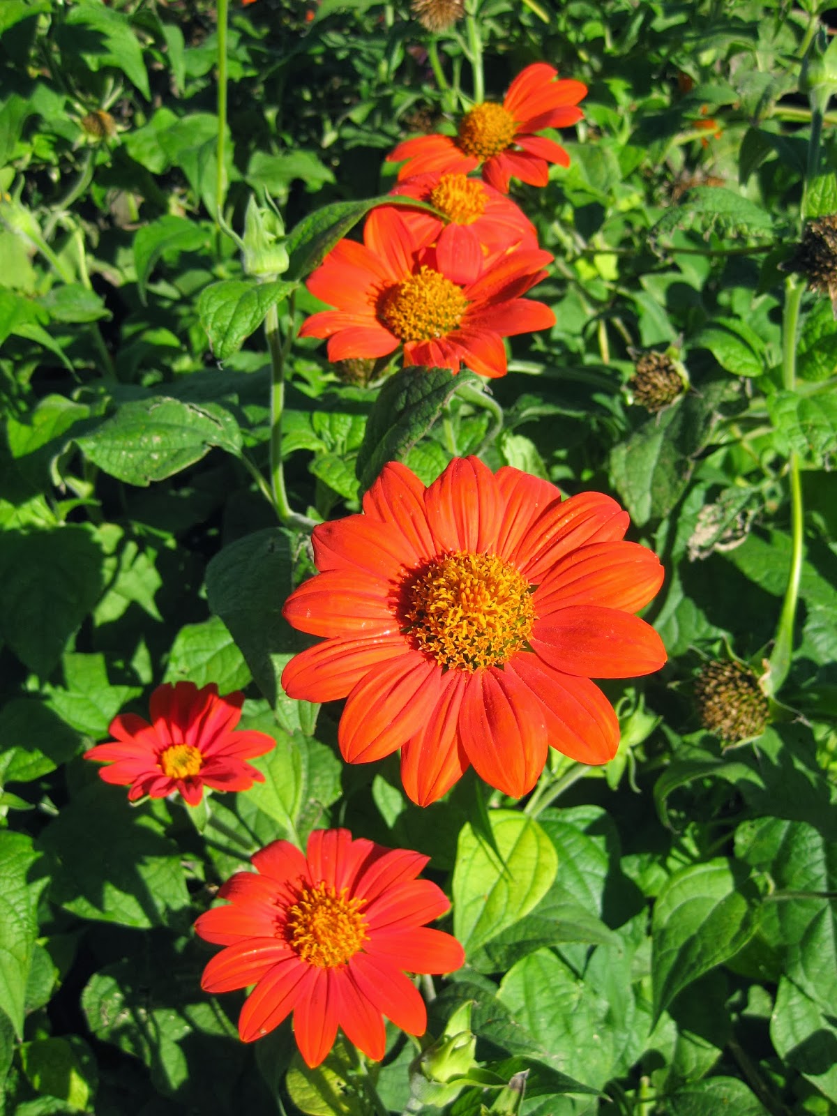 Rotary Botanical Gardens - Hort Blog: Tease Monarchs With Tithonia