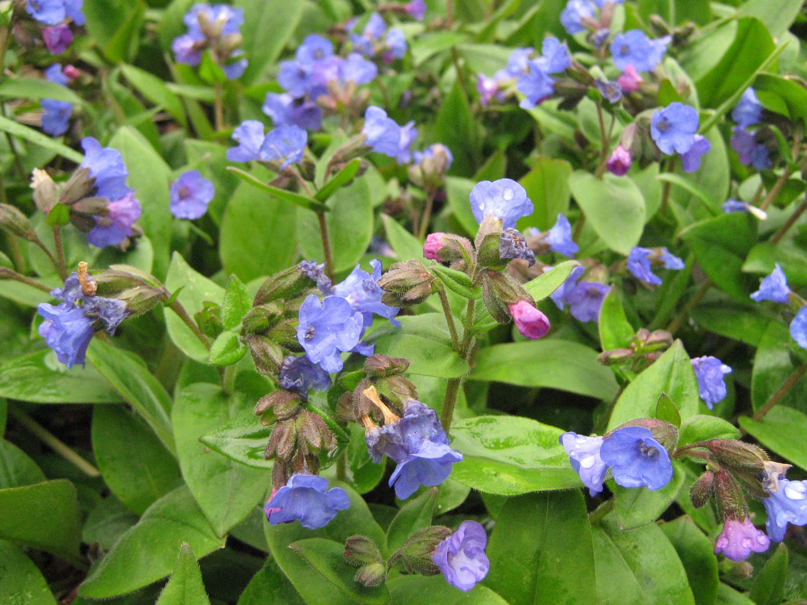 Rindy Mae: The Lungwort Is Blooming!