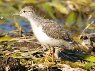Ecobirder: Spotted Sandpiper Chick