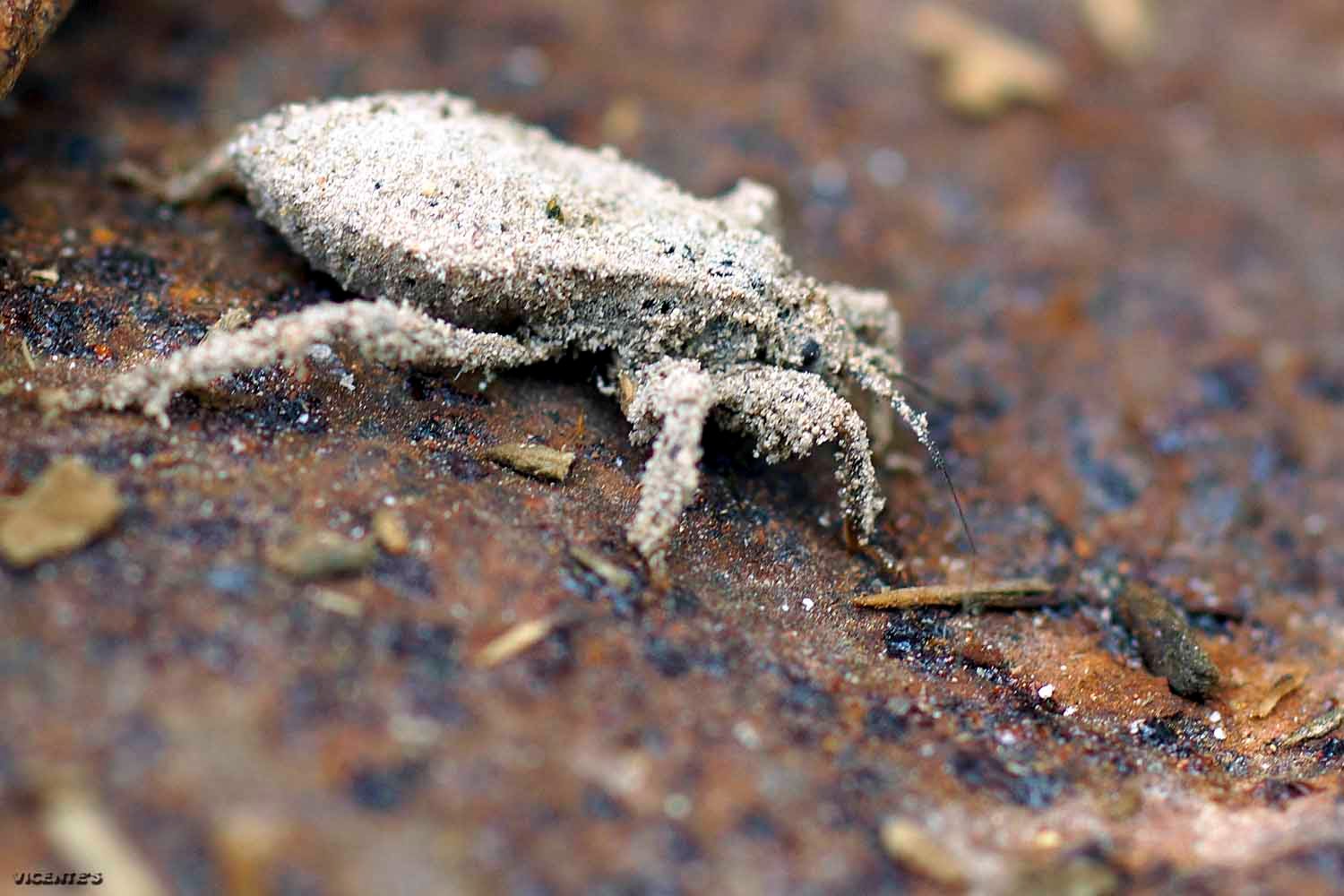 Fauna silvestre de Hormaza: Reduvius personatus