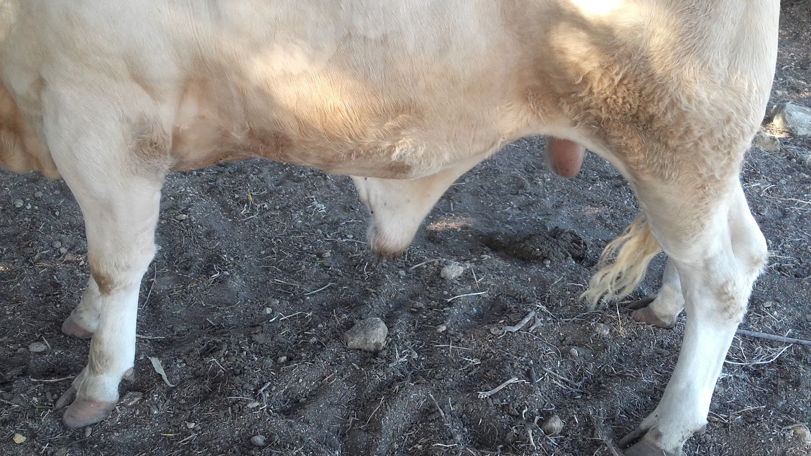 BLOG DE VICENTE PEÑA: BALANOPOSTITIS DE UN TORO POR ECTOPARÁSITOS