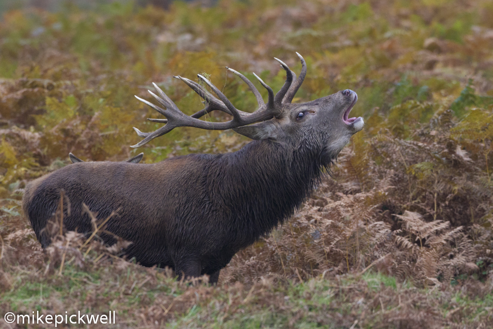 BA(Hons) Photography - Learning Log: Photographing the Red Deer Rut.