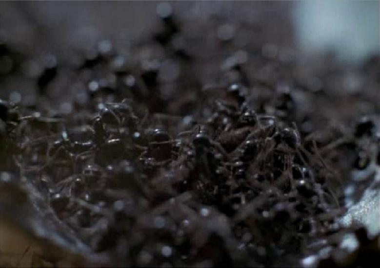 The Bloody Pit of Horror: Ants (1977) (TV)