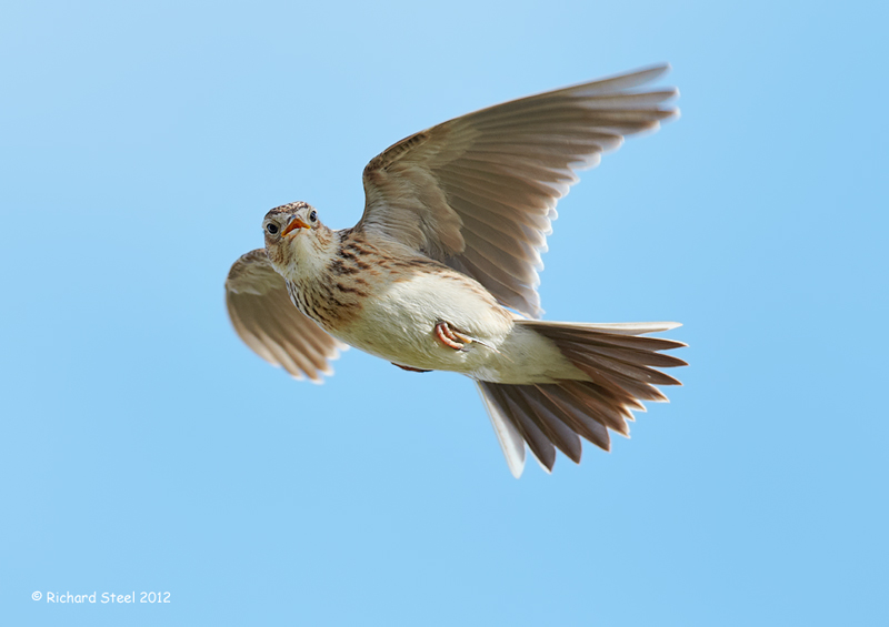 Wildlife Photographic Journals