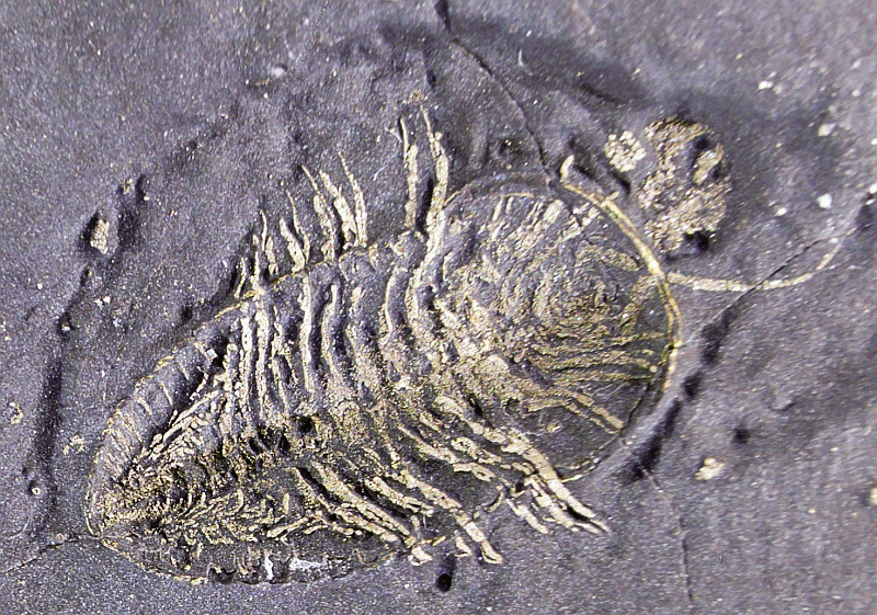 Beecher Trilobite Beds ~ Hudson Valley Geologist