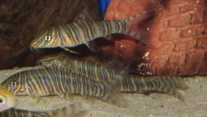 The family of aquarium fish loaches (Cobitidae): Botia superciliaris ...