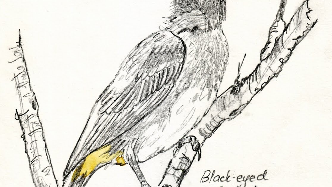 Sketching in Nature: Blackeyed Bulbul sketch - Maree