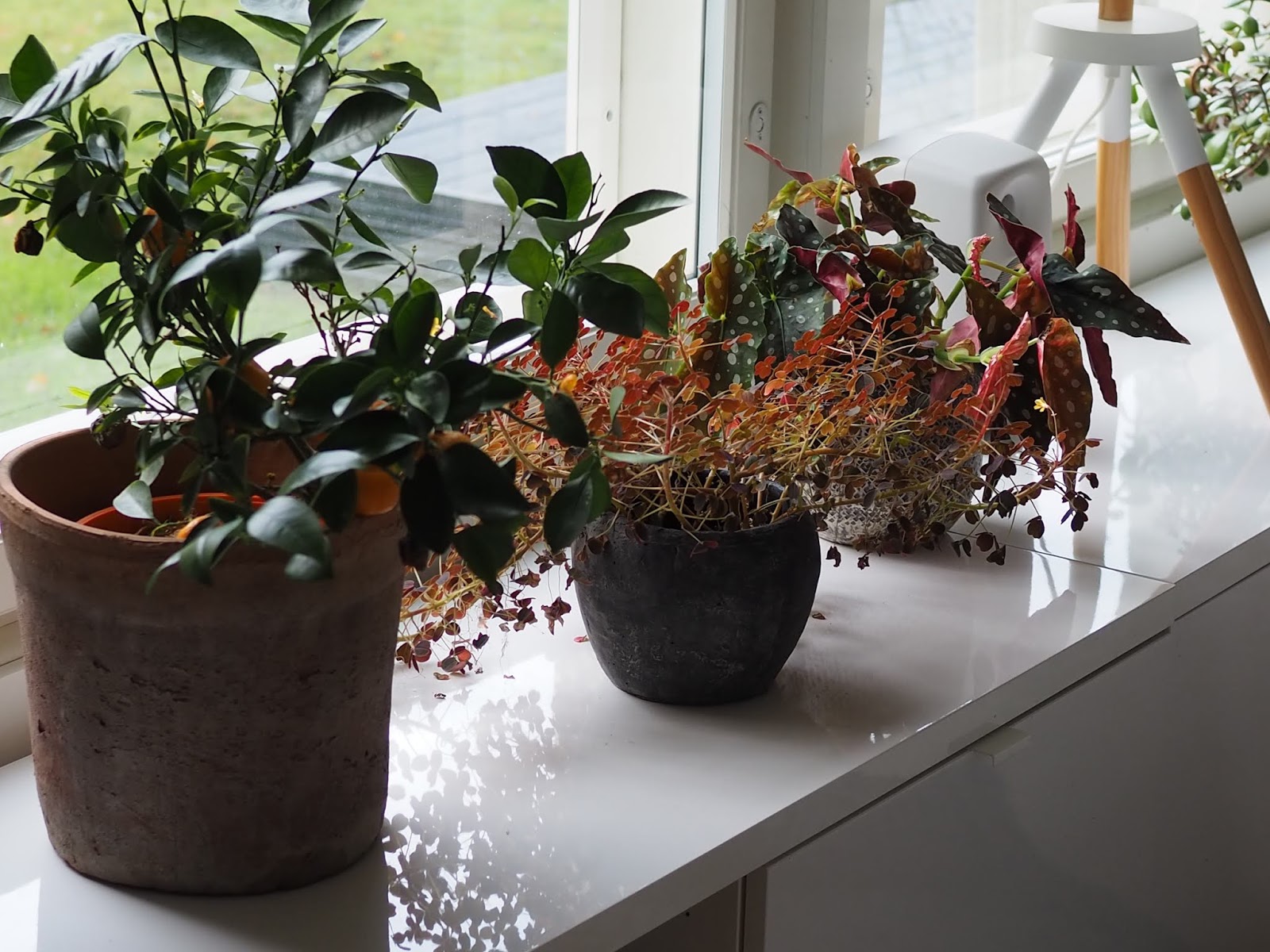 Mansikkatilan mailla: Vihersisustamista - Olohuoneen viherkasvit