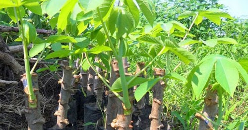 5 + Cara Mudah Menanam Singkong Dengan Stek Batang