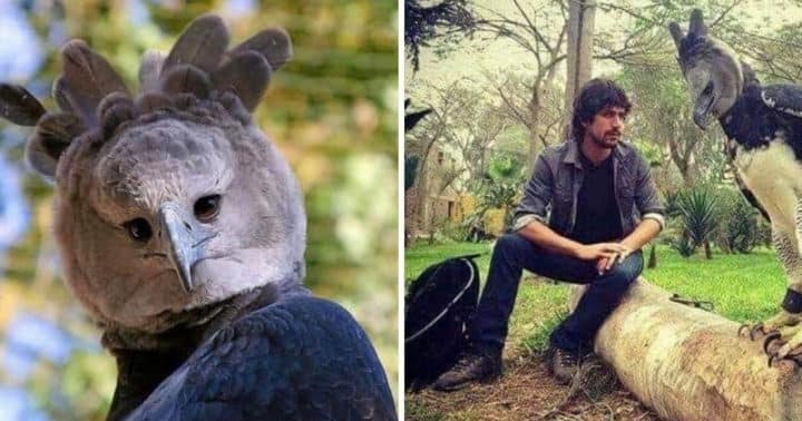 Harpy Eagle, A Bird So Big, Some People Think It’s A Person In A Costume