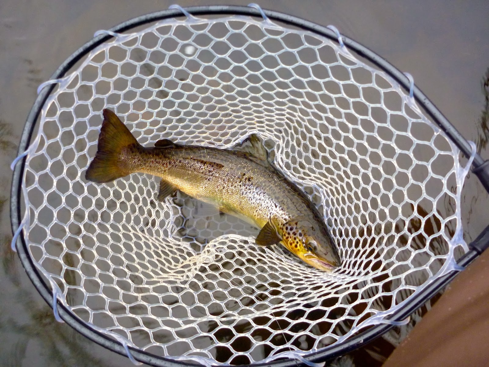 Atlantic Salmon Flies: Naugatuck Report - December 6, 2013 - Who Needs ...