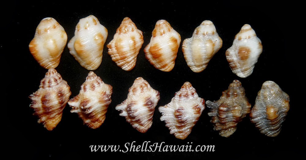 ShellsHawaii ...by Janjira: Rock shell / Brown Scaly drupe shell