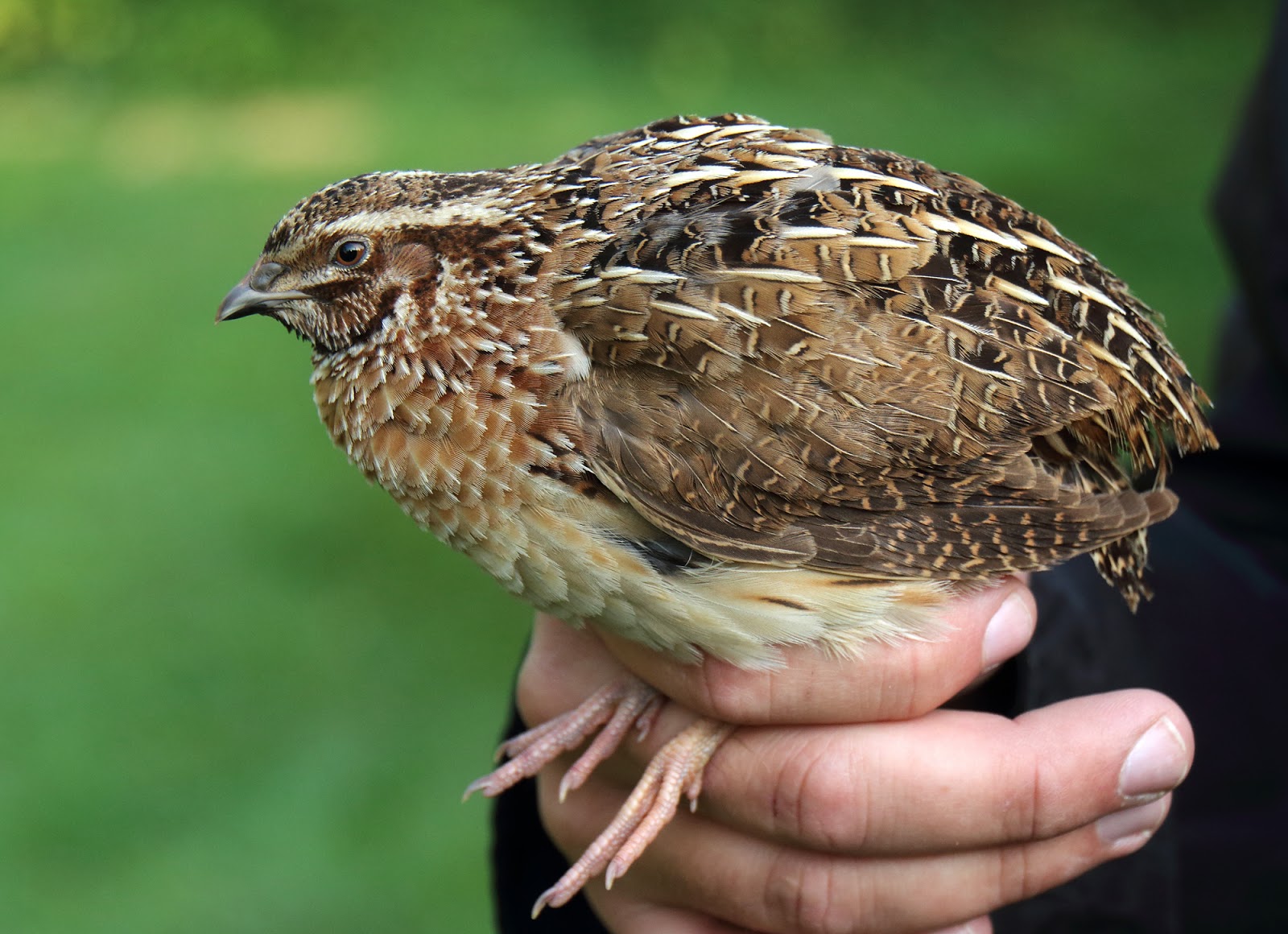 BO629HR: De kwartel, koning van CES 4.