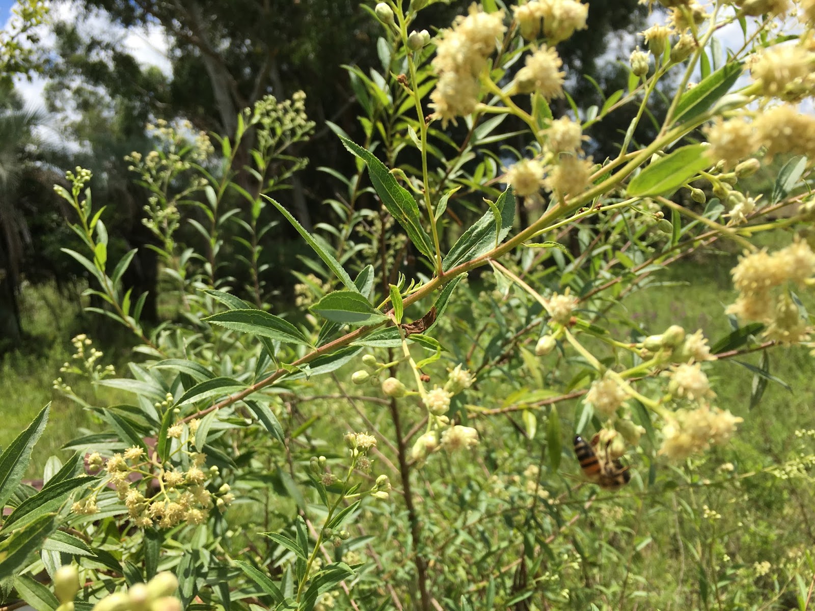 Chacra La Escondida del Palmar: febrero 2017