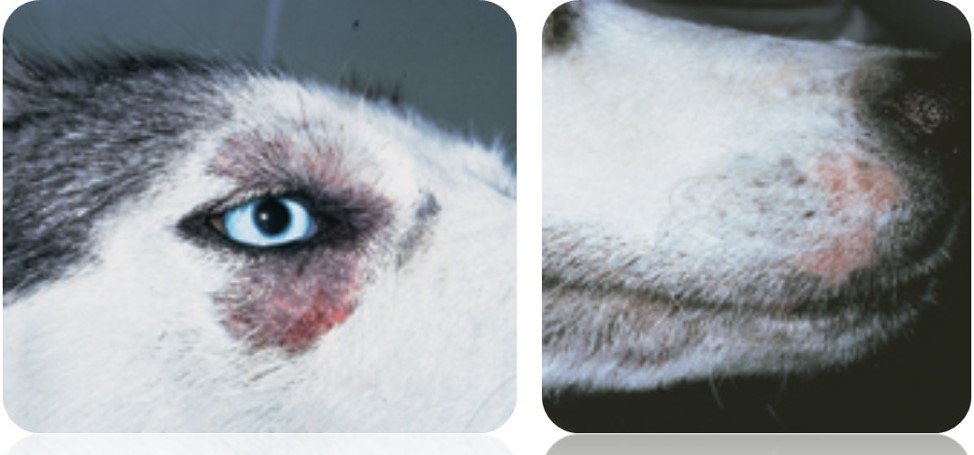 Metabolisme Zinc Pada Manusia Dan Hewan (Anjing & Kucing)